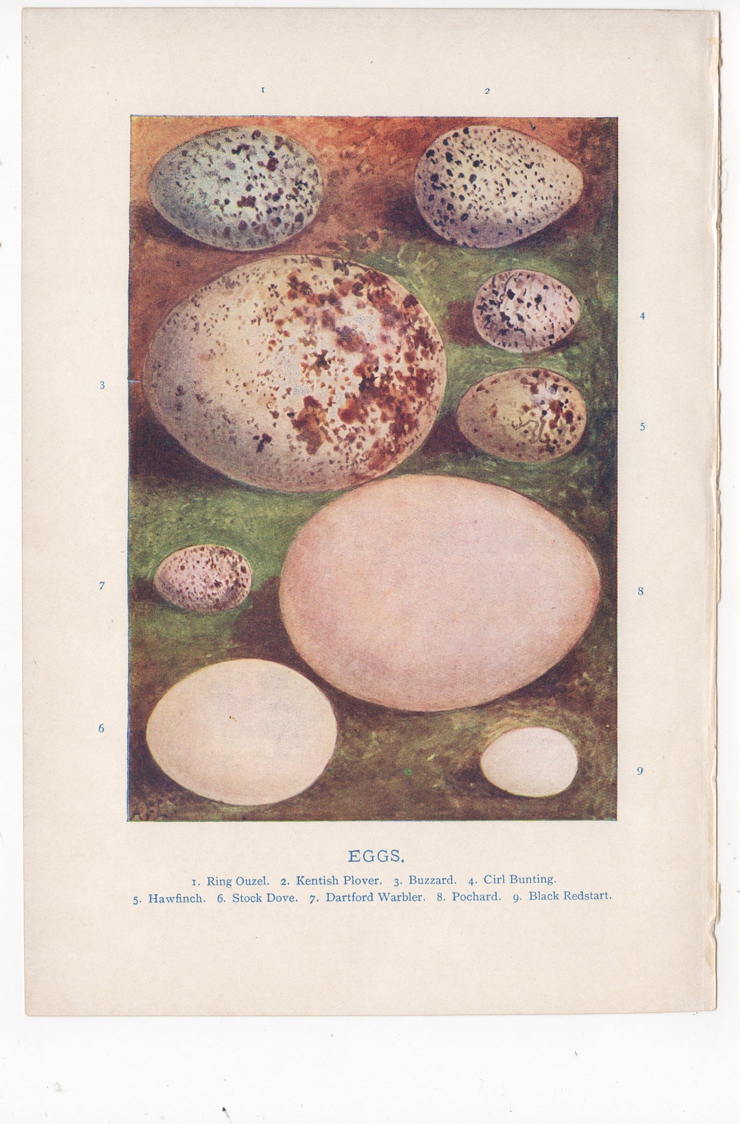 1900 Birds' Nests, Eggs & Egg-collecting by R. Kearton Plate 18 - Etsy