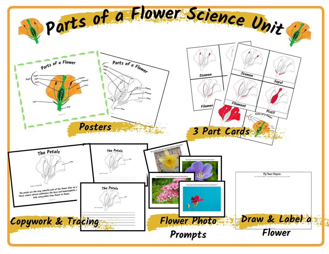 Parts of a Flower Science Printable Set for Homeschool Learning and ...
