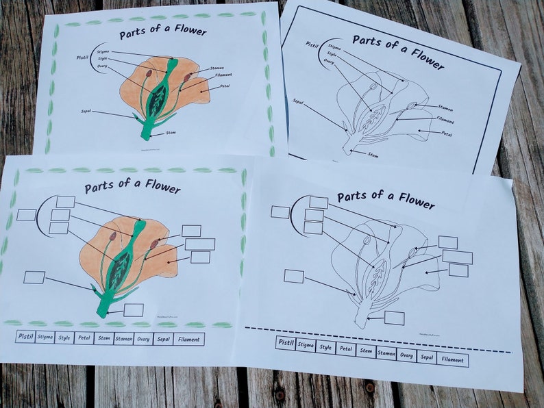 Parts of a Flower Science Printable Set for Homeschool Learning and ...