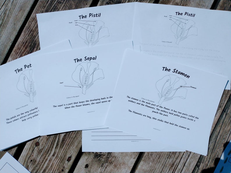 Parts of a Flower Science Printable Set for Homeschool Learning and ...