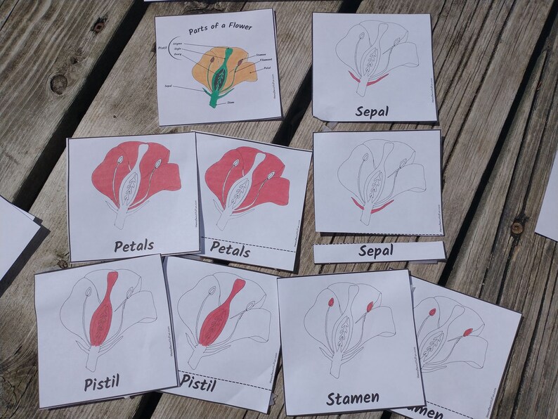 Parts of a Flower Science Printable Set for Homeschool Learning and ...