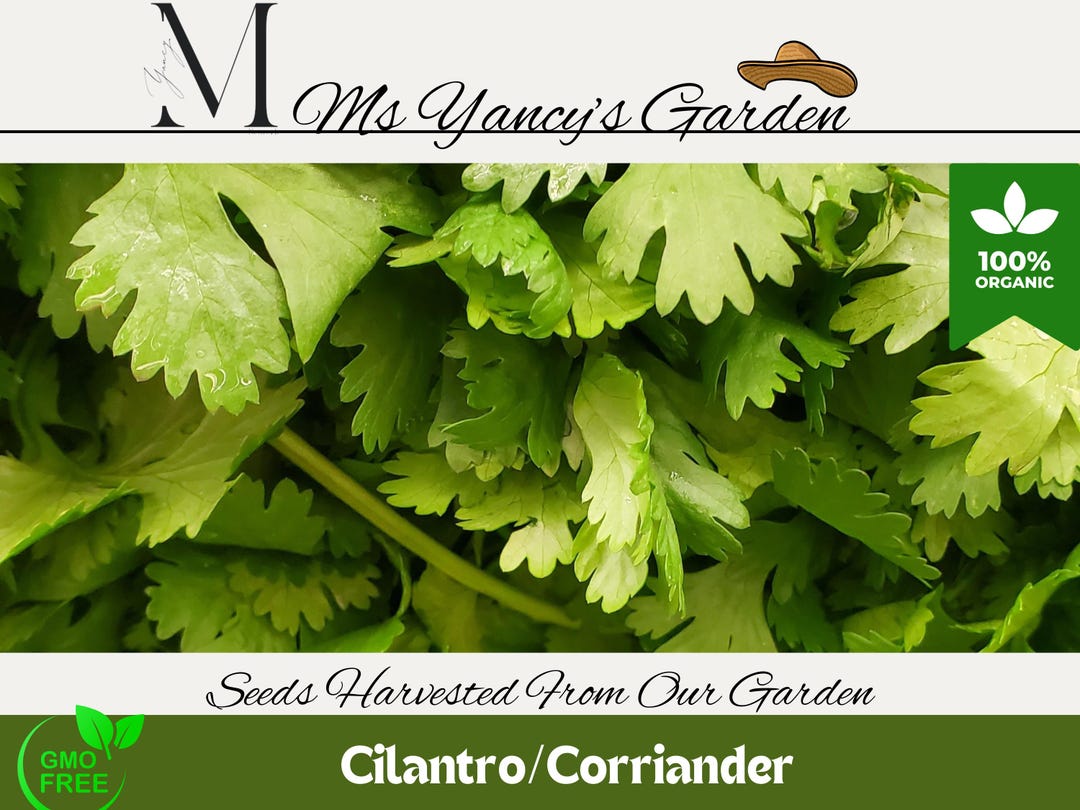 Cilantro Seeds - Hand Harvested, Fresh Herb (non-gmo) - Etsy