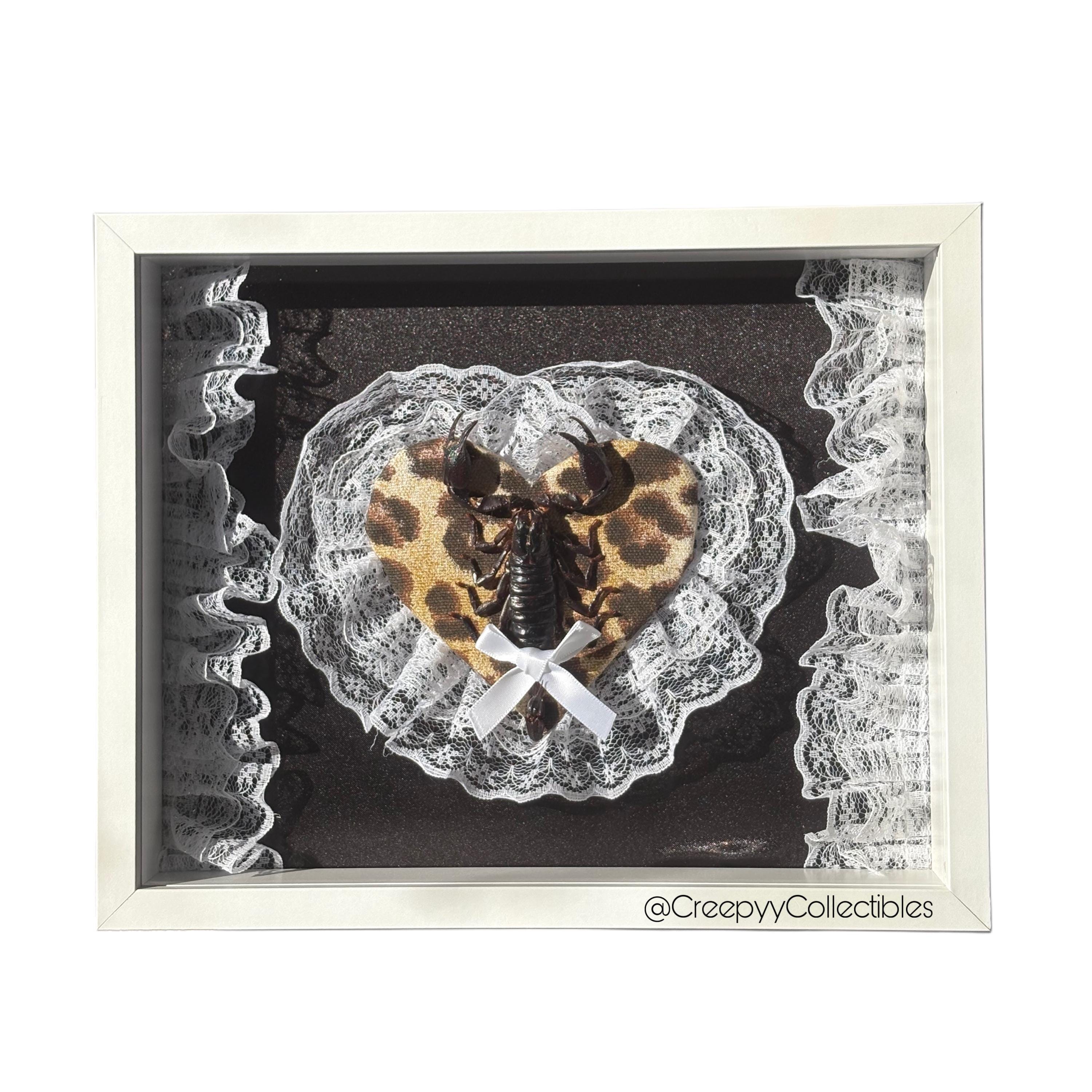Scorpion Shadowbox Frame - Etsy