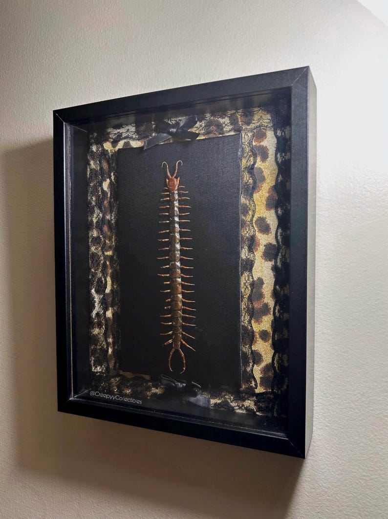 Centipede Shadow Box Frame - Etsy
