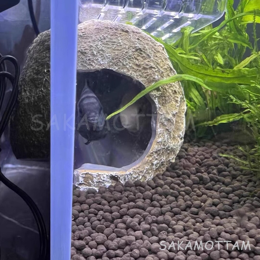 Visual Magnetic Fish Tank to Avoid Caves, Mini Ornamental Fish Breeding ...