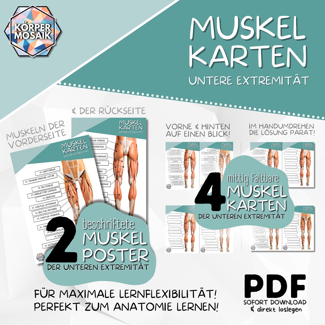 Anatomy Flashcards | Muscles of the Lower Extremities - With & Without ...