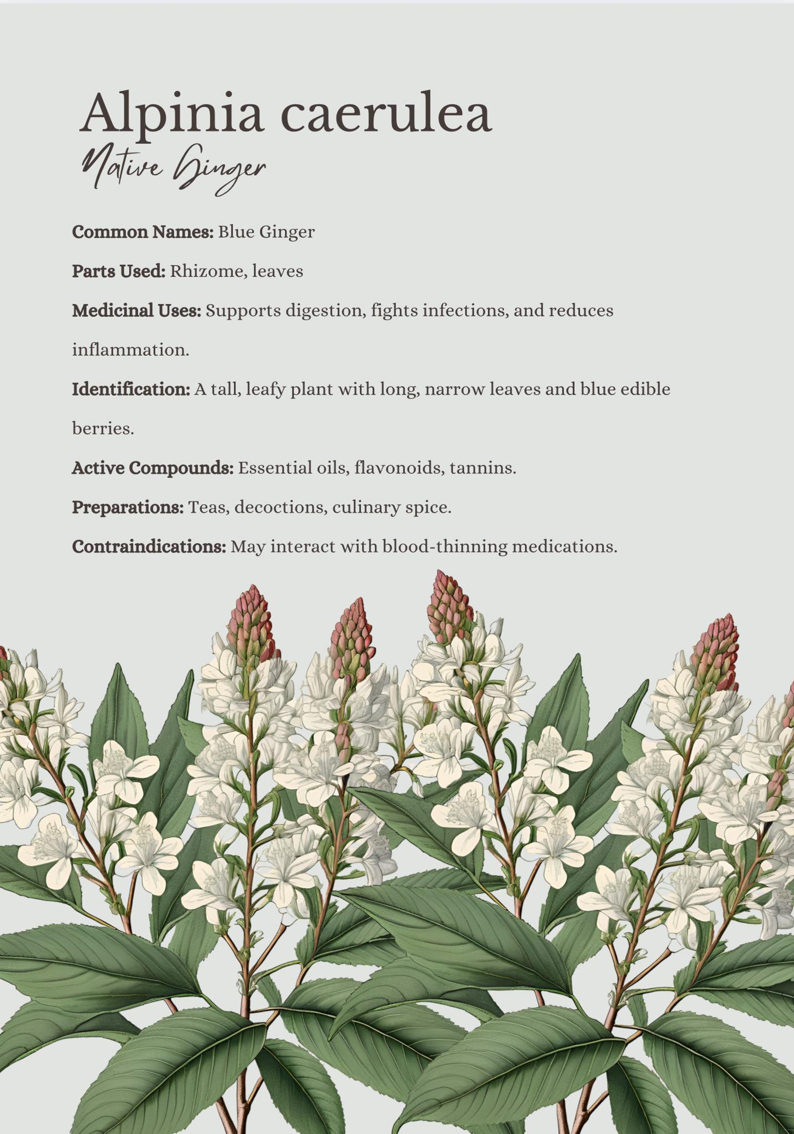 HERBAL MONOGRAPH SERIES: Australian Native Medicinal Plants (vol 2) - Etsy