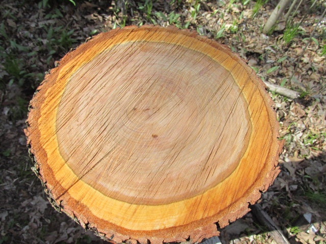 Wild Cherry Wood 10 X10 X 2 1/4-2 1/2 Slice Fresh Cut | Etsy