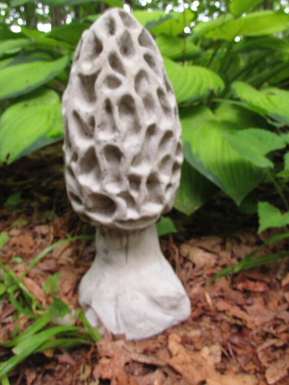 Hongos Morillas De Michigan Regalos Y Productos: Morchella Esculenta