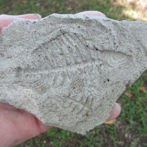 4 1/2" Long Cement Fossil Set of 3 Garden Concrete Statue Dragonfly ...