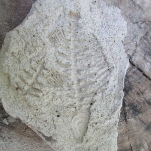 4 1/2" Long Cement Fossil Set of 3 Garden Concrete Statue Dragonfly ...