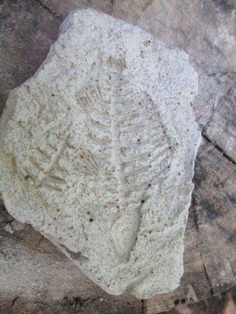 4 1/2" Long Cement Fossil Set of 3 Garden Concrete Statue Dragonfly ...