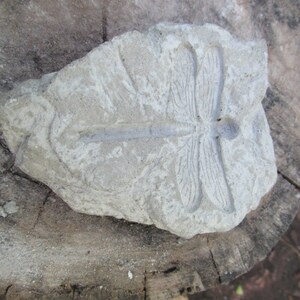 4 1/2" Long Cement Fossil Set of 3 Garden Concrete Statue Dragonfly ...