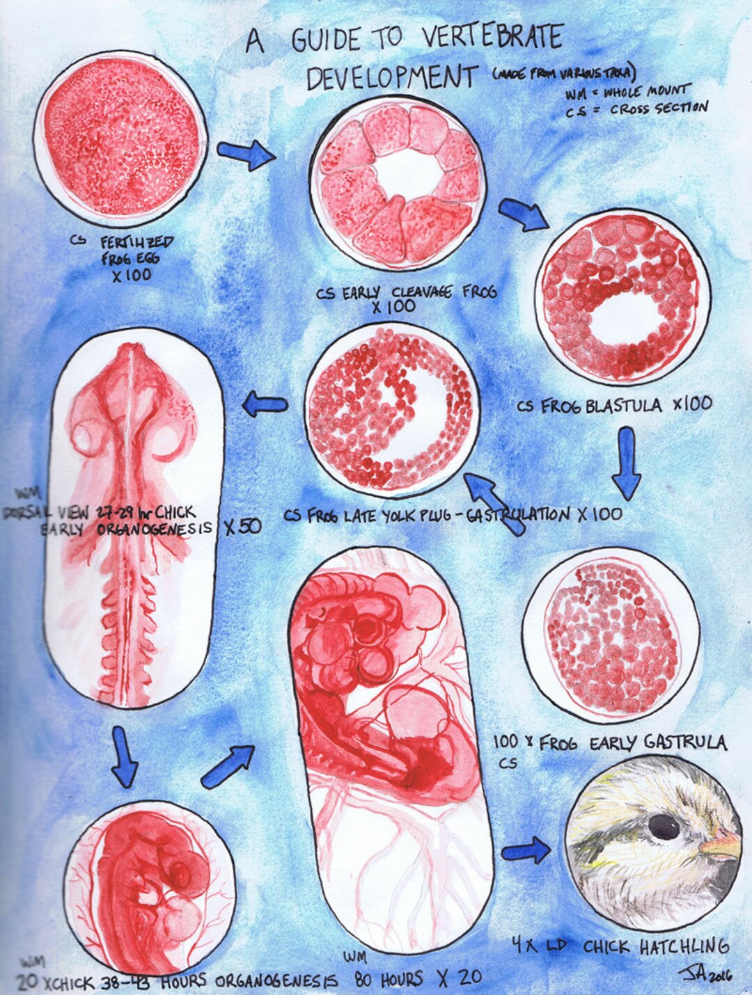 A Guide to Vertebrate Development - Etsy