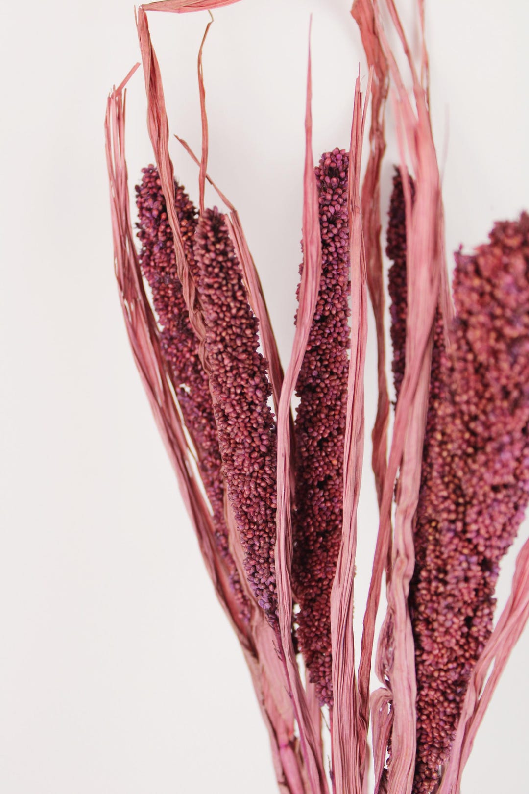 Millet, Millet, Dried Flowers - Etsy