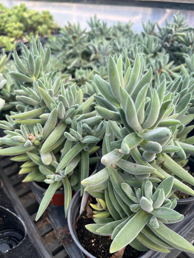 Crassula Mesembryanthemoides 'tenelli' - Etsy