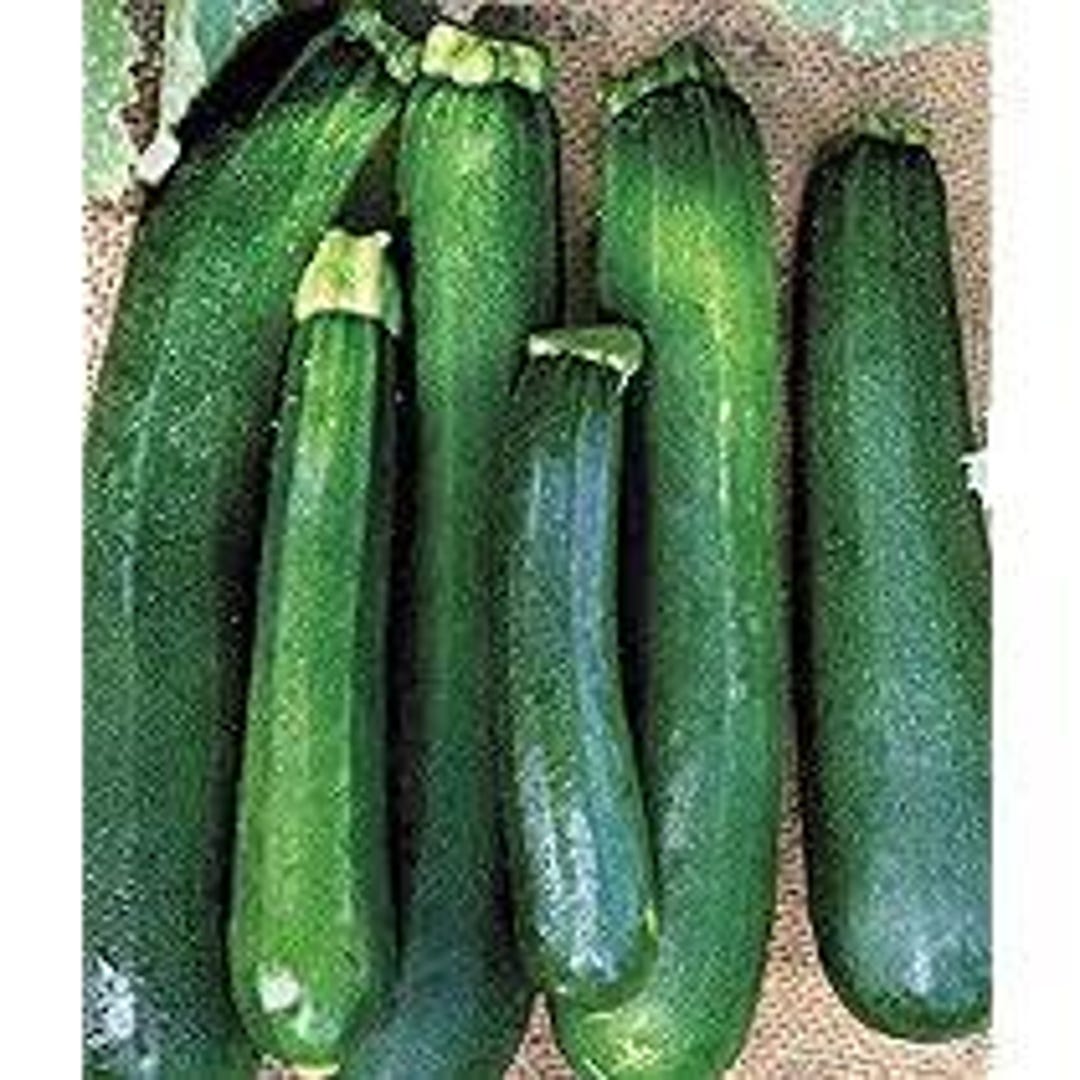 Zucchini Elite Squash Seeds - Etsy