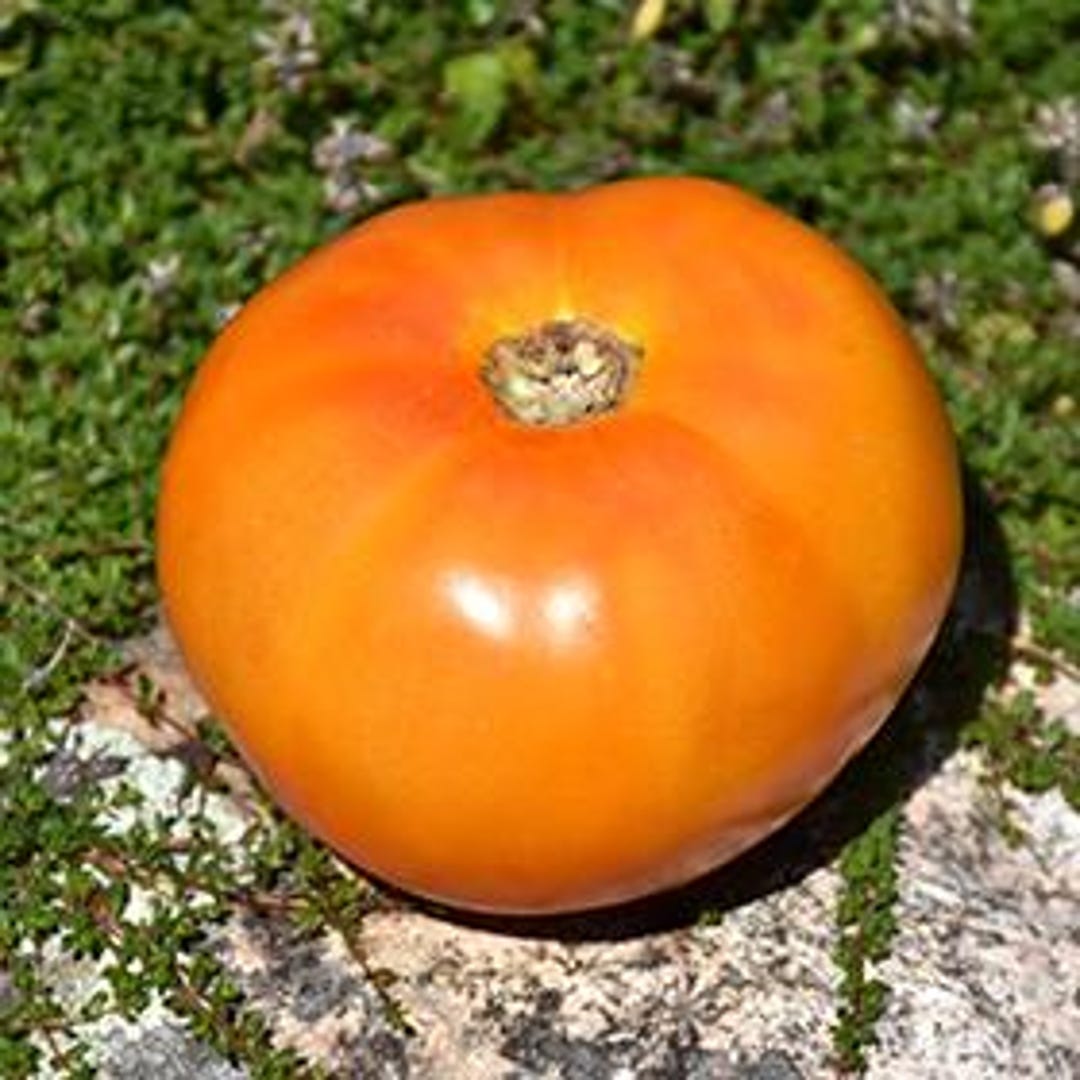 Chef's Choice Orange Slicing Tomato Seeds - 25/50/100 Seed Counts ...