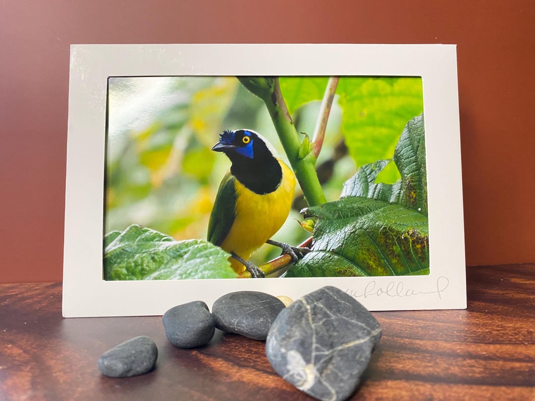 Green Inca Jay, Ecuadorian Rainforest - Etsy