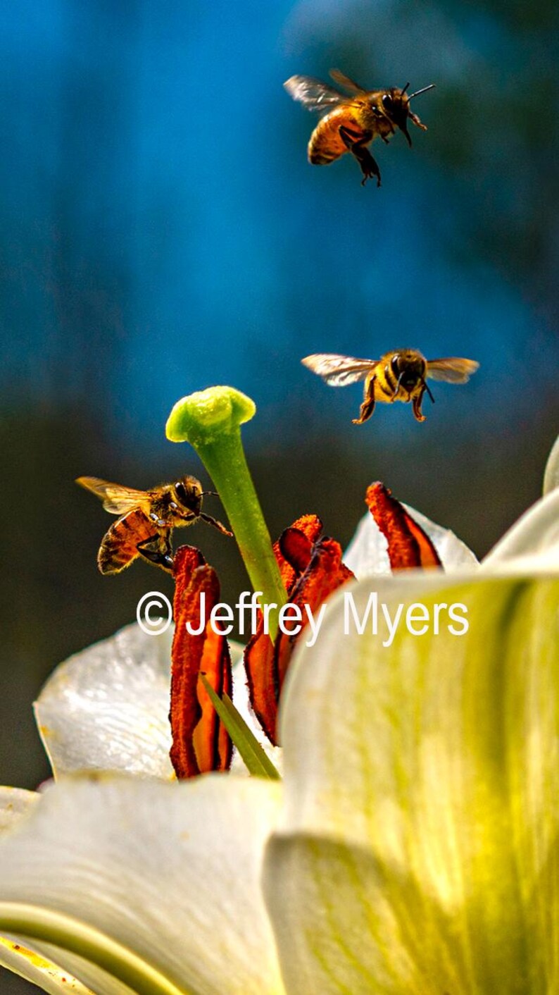 Honey Bees in Flight, Images for Cell Phone Lock Screens and Home ...