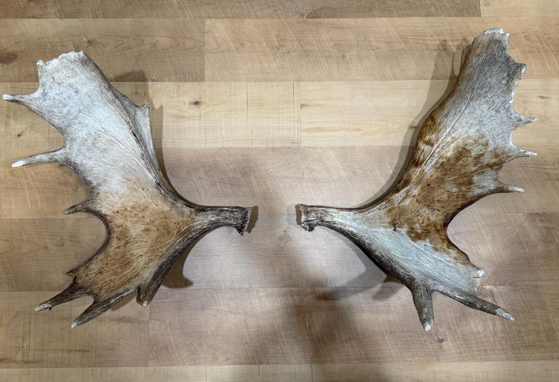 Matching Set Maine Moose Shed Antlers - Etsy