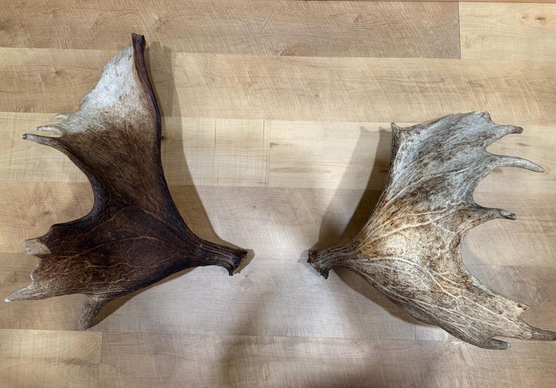 Matching Set Maine Moose Shed Antlers - Etsy
