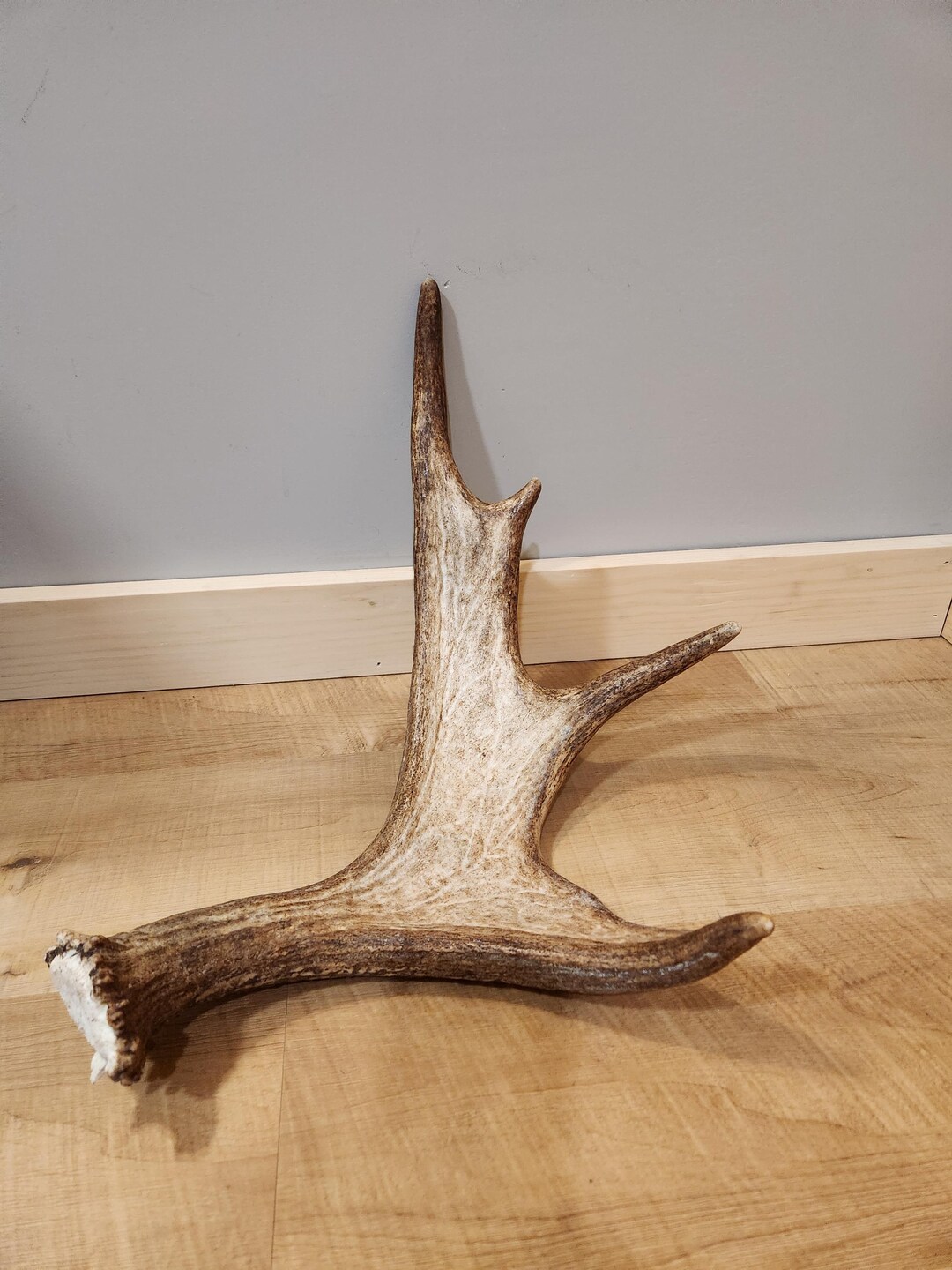 Fresh Brown Maine Moose Antler - Etsy