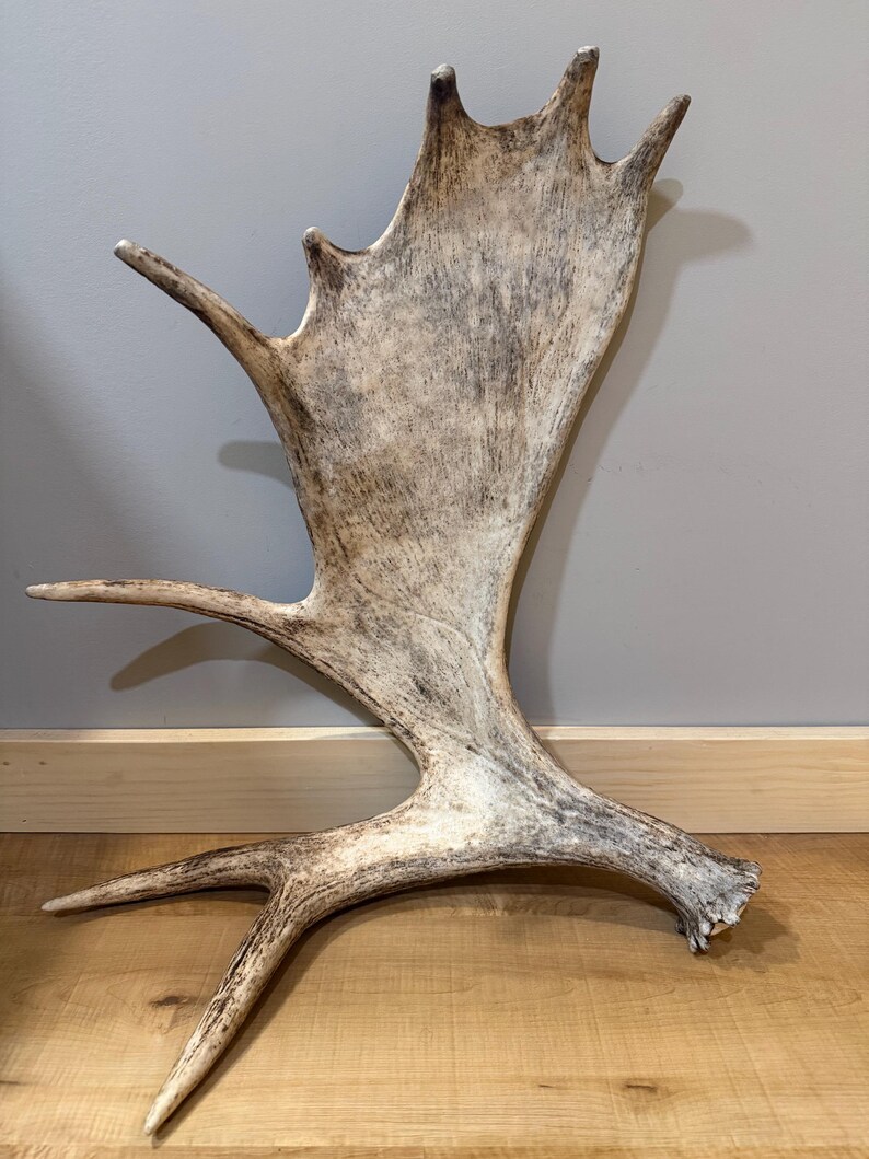 Large Fresh Maine Moose Antler - Etsy