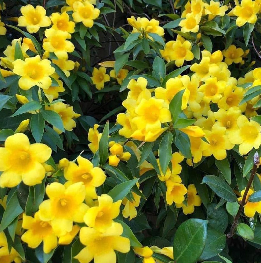 Live Carolina Jessamine Plant Gelsemium Sempervirens Yellow Jasmine ...
