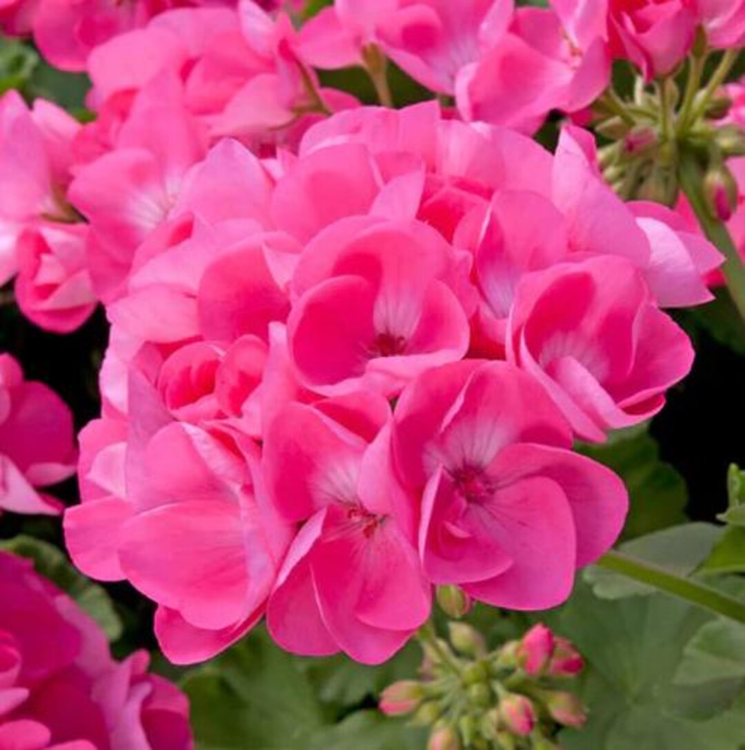 Pink Geranium Plants Live Geranium Pelargonium Plant Hardy Fragrant ...