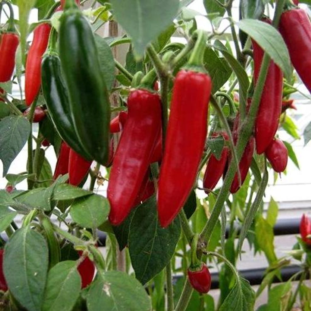 Serrano Pepper Plants For Sale