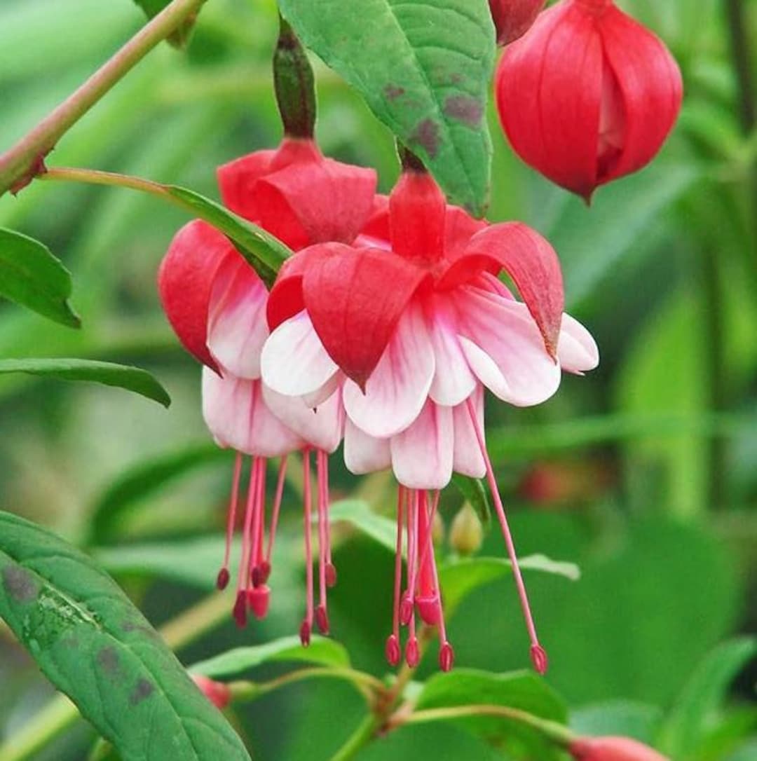 Fuchsia White Eyes Plant Hardy Fuchsia Flowers Plant Lantern Flowers ...