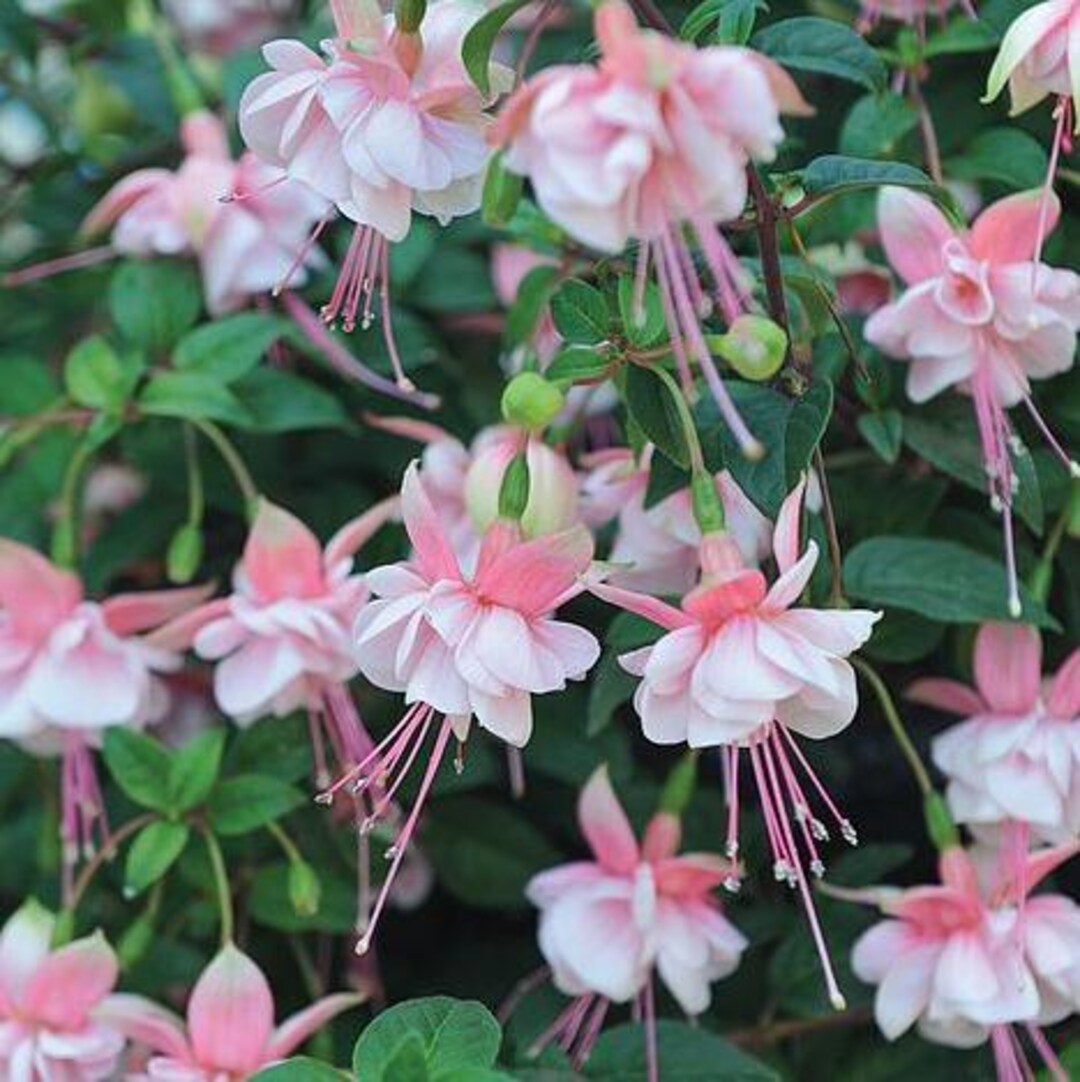 Fuchsia Southgate Plant Hardy Fuchsia Flowers Plant Lantern Flowers ...