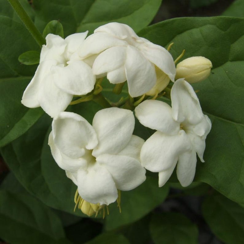 Orleans Sambac Jasmine Arabian Jasmine Fragrant White Flower Plant 4-6 ...