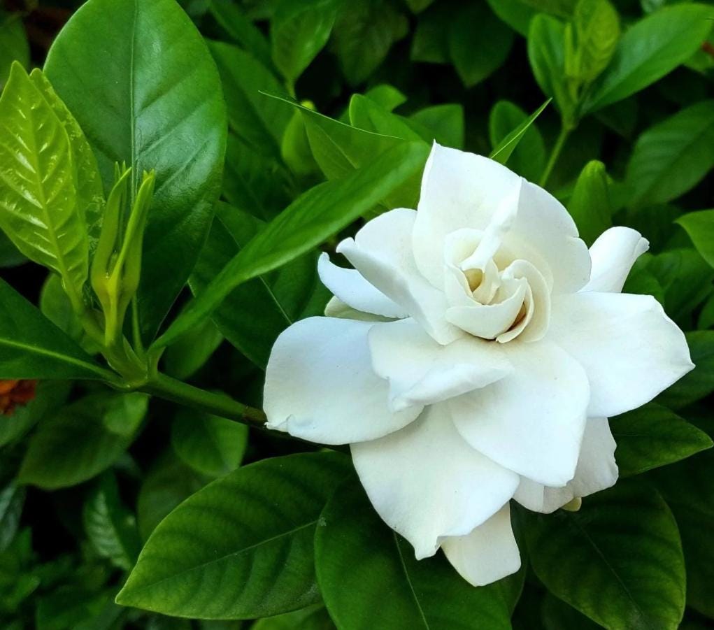 Aimee Gardenia Jasmine Plant Double White Jasmine Plant Cape Jasmine ...