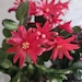 Red Easter Cactus Plant With Flowers, Spring Cactus Rhipsalidopsis ...