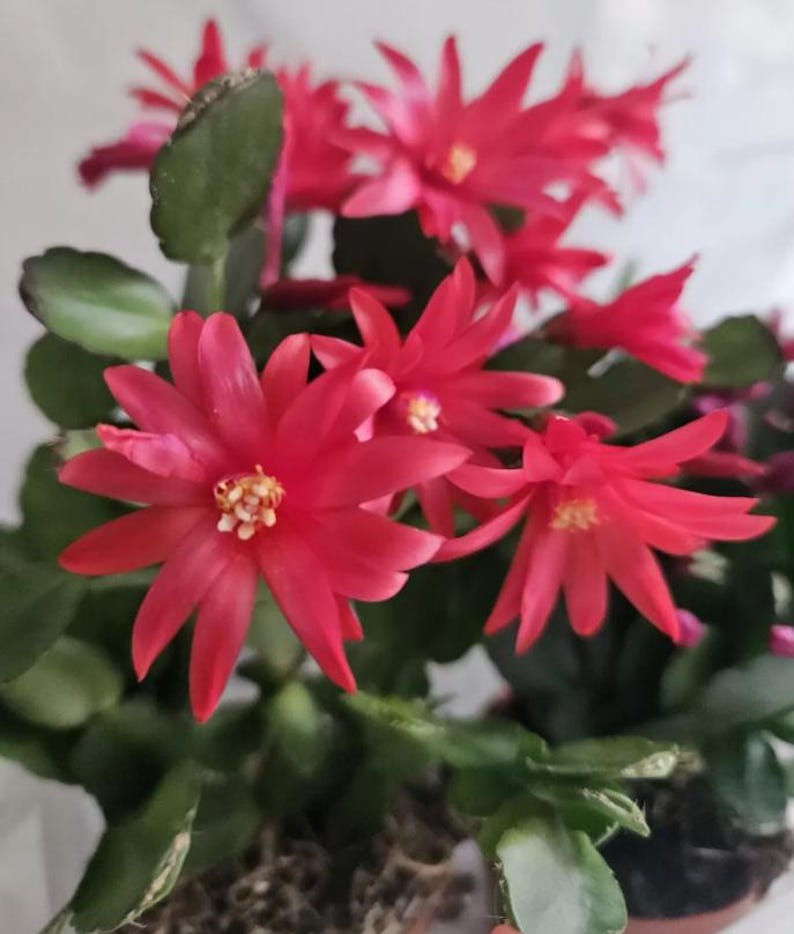 Red Easter Cactus Plant With Flowers, Spring Cactus Rhipsalidopsis ...