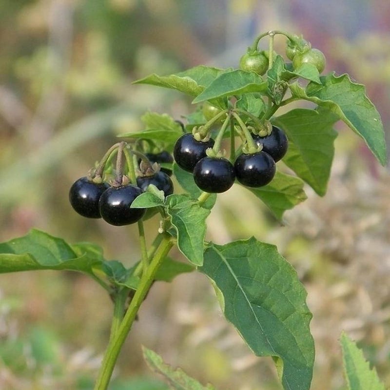 Nightshade Hair - Etsy