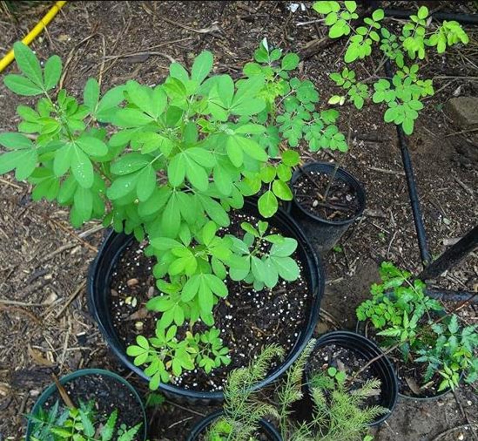 100 Semillas De Chipilin Seeds Guatamalan Giant Chepil Chipilin Seeds ...