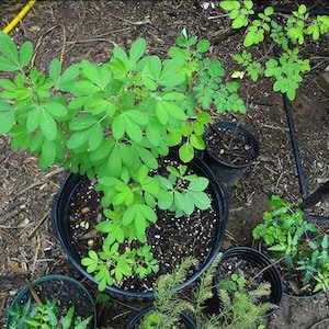 100 Semillas De Chipilin Seeds Guatamalan Giant Chepil Chipilin Seeds ...