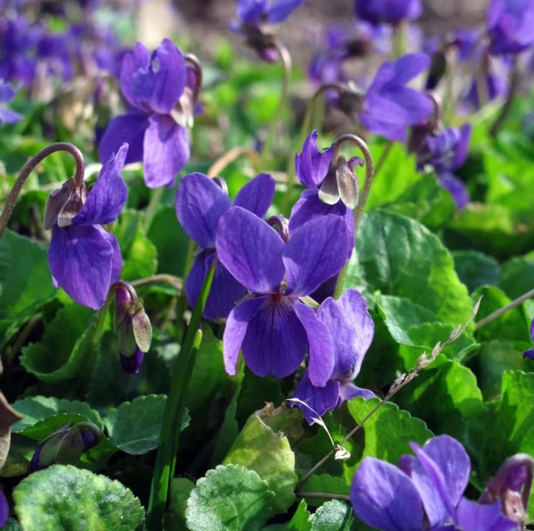 50 Common Blue Violet Seeds Viola Papilionacea Seeds Viola Sororia ...
