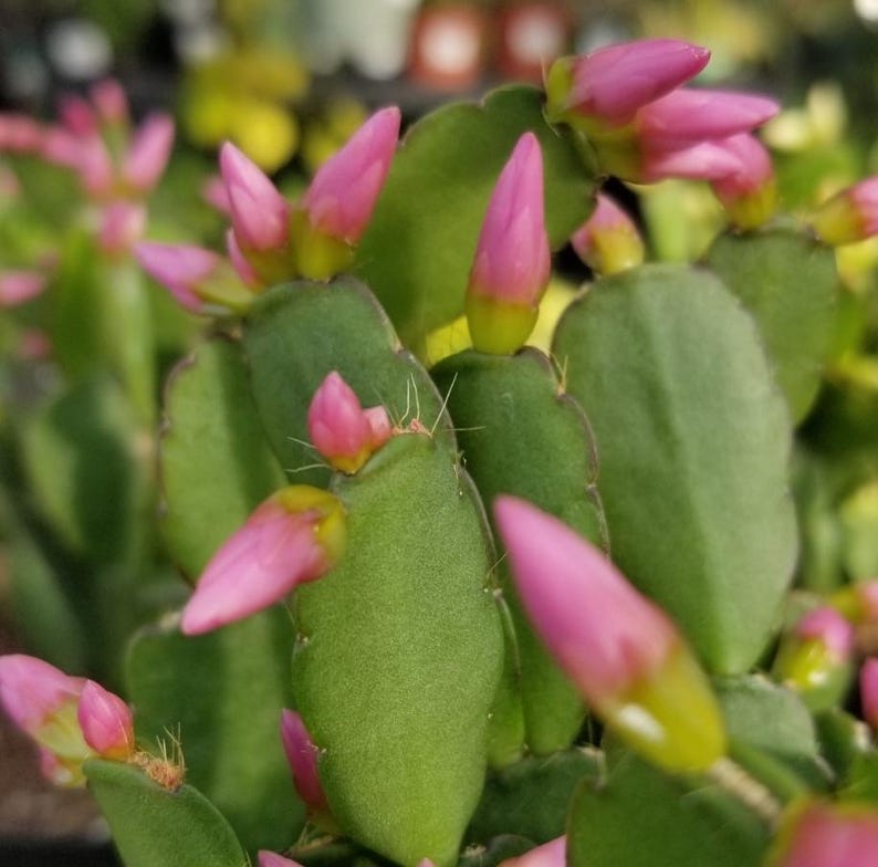 Pink Easter Cactus Plant With Flowers, Spring Cactus Rhipsalidopsis ...