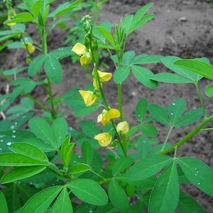 100 Semillas De Chipilin Seeds Guatamalan Giant Chepil Chipilin Seeds ...