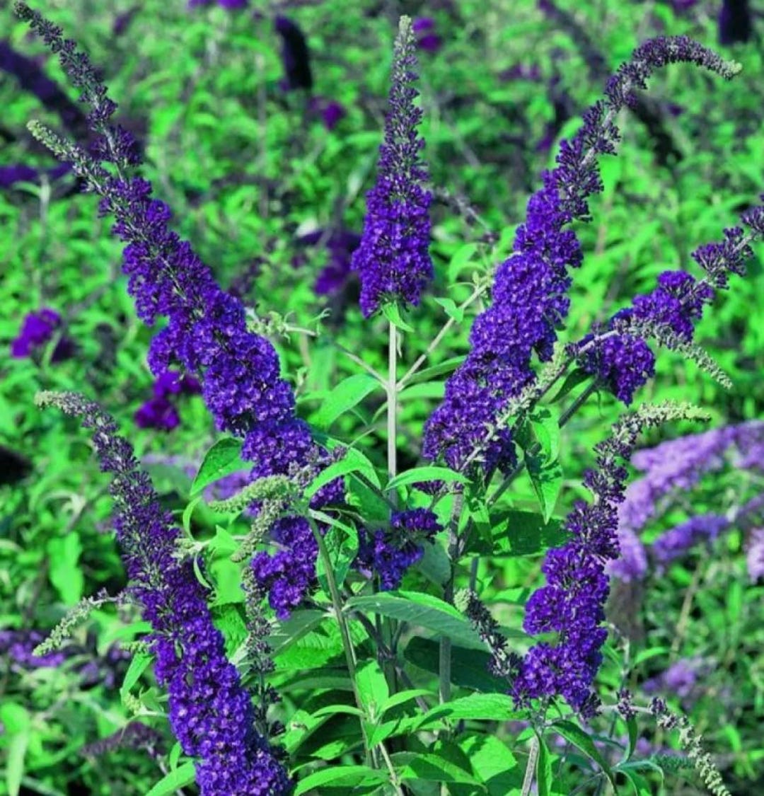 Set 2 Live Butterfly Bush Plants Blue Buddleia Davidii Plants Fragrant ...
