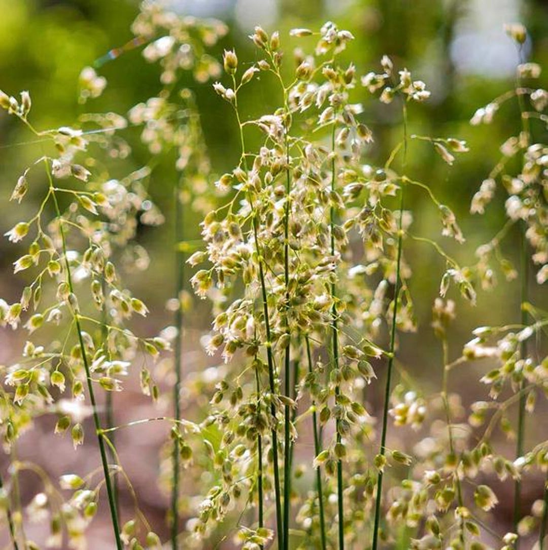 50 Sweet Grass Seeds Hierochloe Odorata Seeds Cool-season Perennial ...