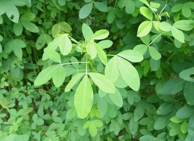 100 Semillas De Chipilin Seeds Guatamalan Giant Chepil Chipilin Seeds ...