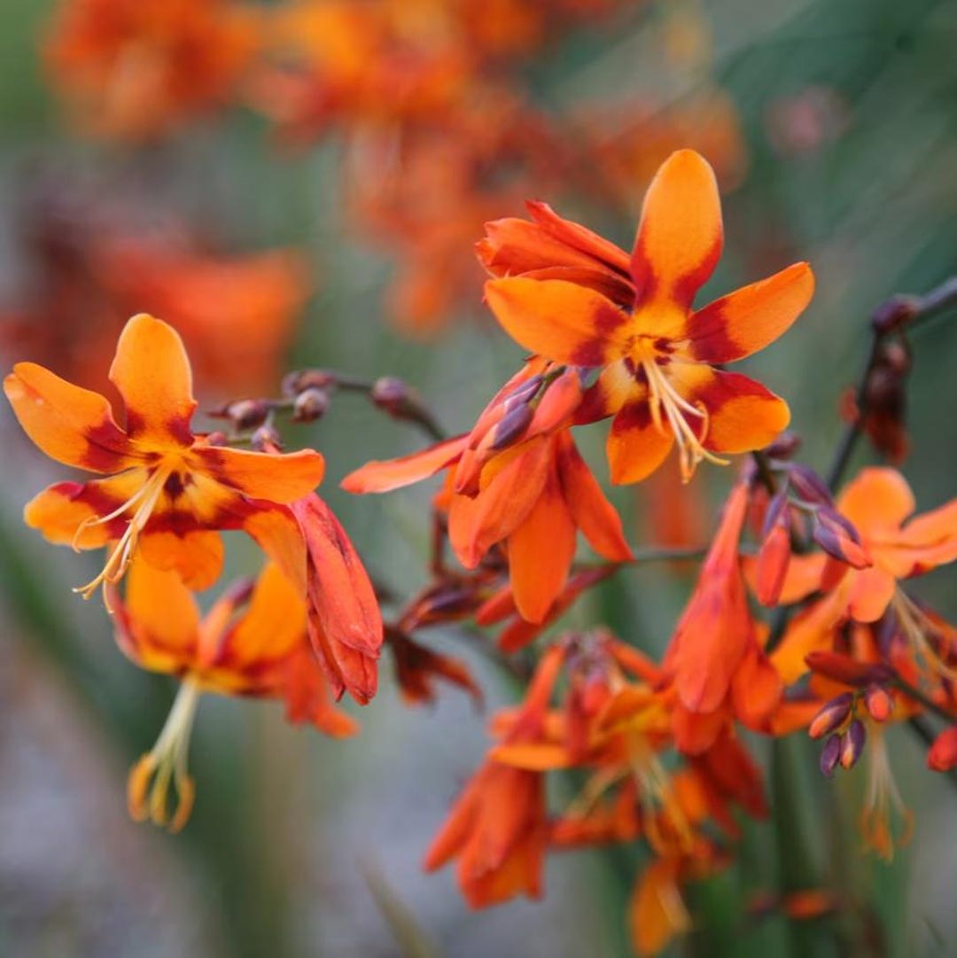 50 Emily Mckenzie Crocosmia Bulbs for Planting, Orange montbretia Tuber ...