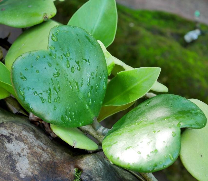 2 Hoya Kerrii Heart Live Plants Sweetheart Hoya Heart Leaf Evergreen ...