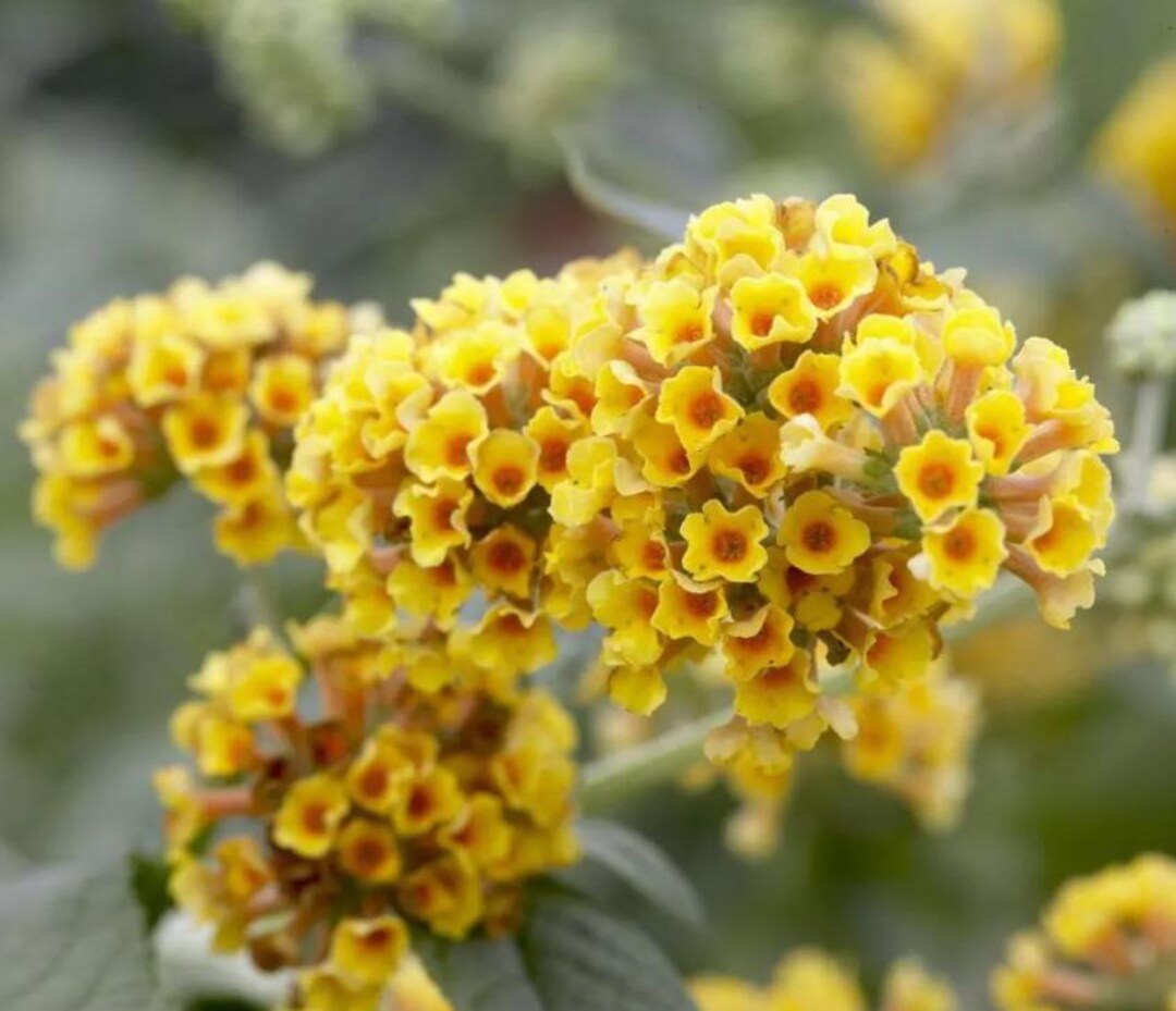 Live Yellow Butterfly Bush Plant Honeycomb Buddleia Davidii Plant ...