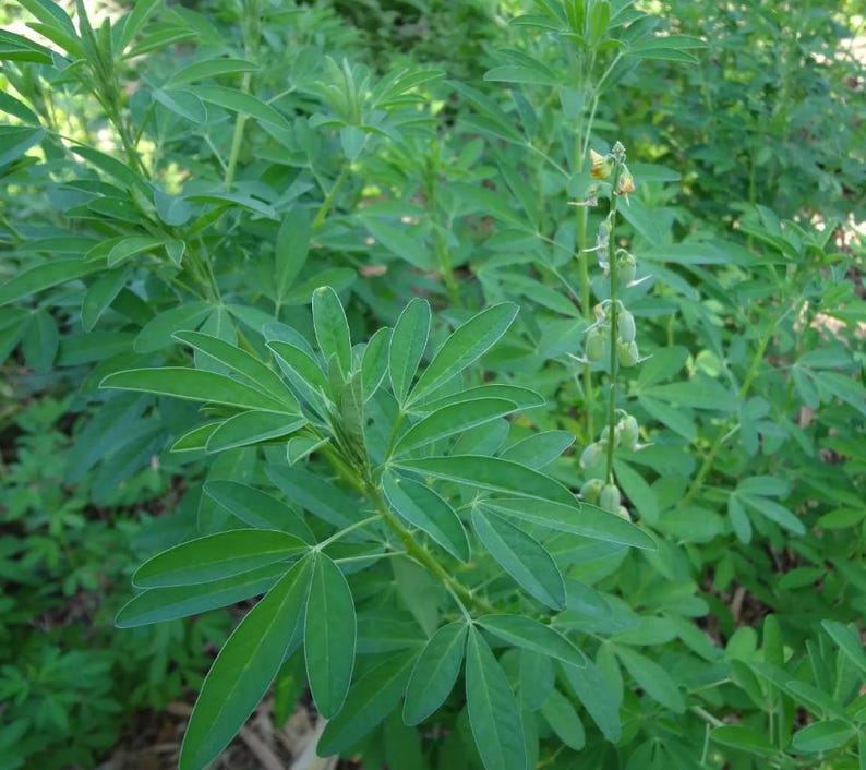 100 Semillas De Chipilin Seeds Guatamalan Giant Chepil Chipilin Seeds ...